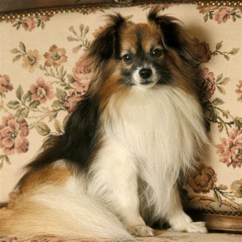 Phalène Character And Ownership Dog Breed Pictures Dogbible