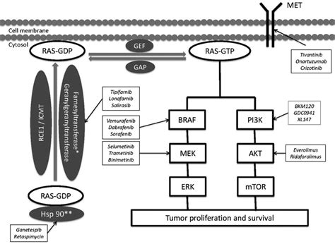 Kras Pathway Biology P Incorporation Of Ras To The Inner Cell