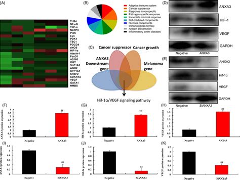 Hif‐1αvegf Signaling Pathway Is Important Signaling Pathway In The