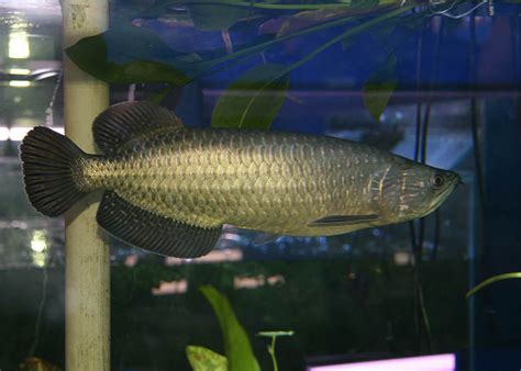 Leichardti Arowana