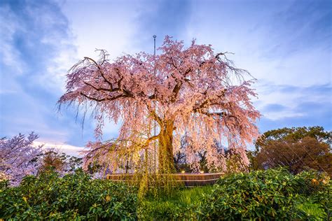 Guide To Maruyama Park See Cherry Blossoms Explore Gion In Kyoto