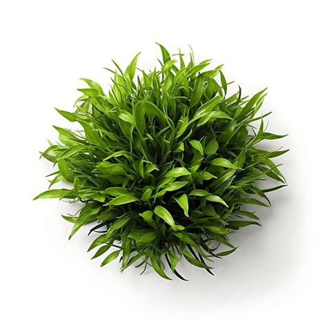 Premium Ai Image Microsword Dense Clumps Of Grassy Bright Green