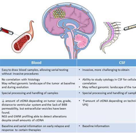 Elements Of The Liquid Biopsy B Lymph B Lymphocyte Csf