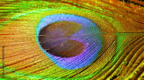 Peacock Feathers The National Bird Of India Peacock Feather Beauty Of