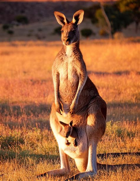 Kangaroo And Joey Australian Kangaroo With A Joey In Its Pouch At