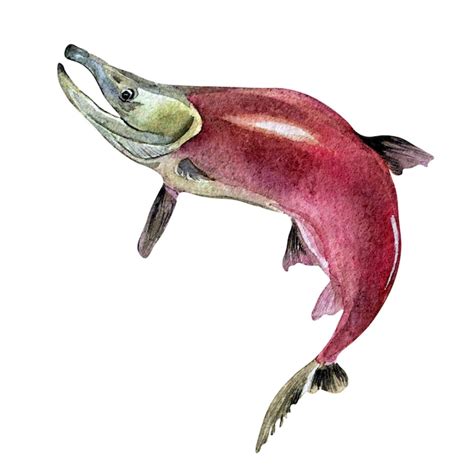 Premium Photo Single Sockeye Salmon Coho Watercolor Illustration