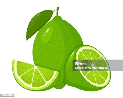 신선한 전체 라임 절반 및 석회 슬라이스와 흰색 배경에 고립 된 잎 건강한 라이프 스타일을위한 여름 과일 유기농 과일 만화 스타일 모든 디자인에 대한 벡터
