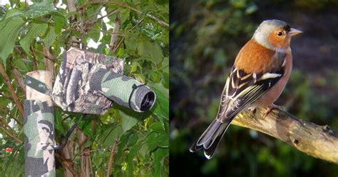 This Motion Detecting Wildlife Camera Was Made With Raspberry Pi