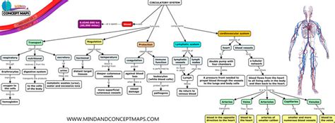 Circulatory System Concept Map Free Download Mind And Concept Maps