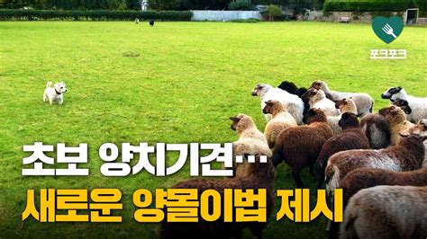양몰이법 새로운 패러다임 제시한 초보 양치기견 YouTube