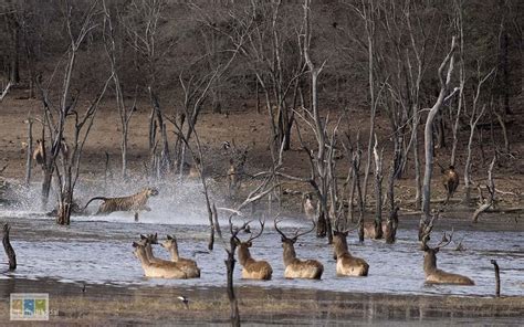Tiger Gold A Brand New Book On The Tigers Of Ranthambhore By Mr