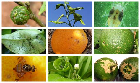 Guía básica de plagas y enfermedades de los cítricos PortalFruticola