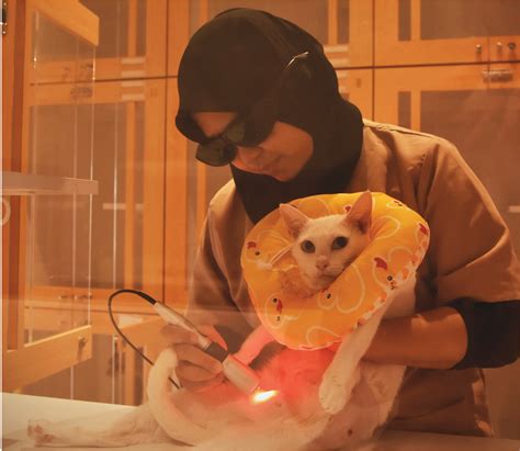 Post Neuter Care Hapykat Wellness