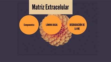 Matriz Extracelular By Marina Marina On Prezi