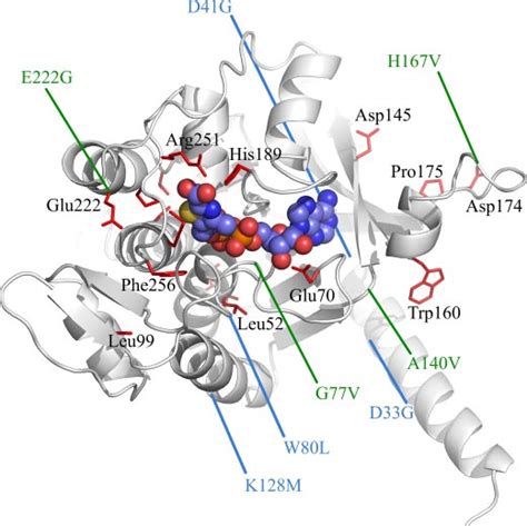 Invariant Residues And Designed Mutations Invariant Residues Are