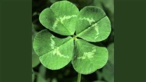 네잎클로버 Youtube