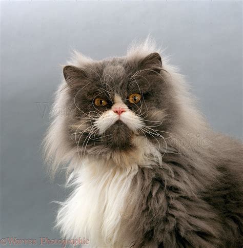 Blue bicolour Persian male cat photo WP15844