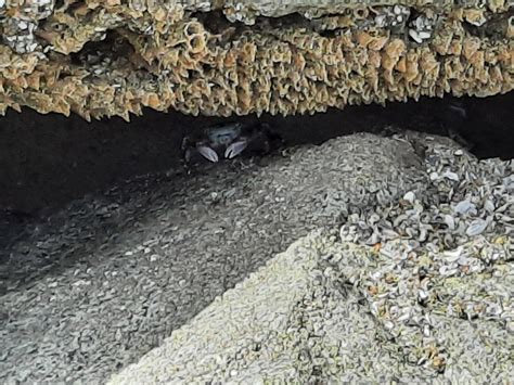 Tiny Crab R Oceanlife