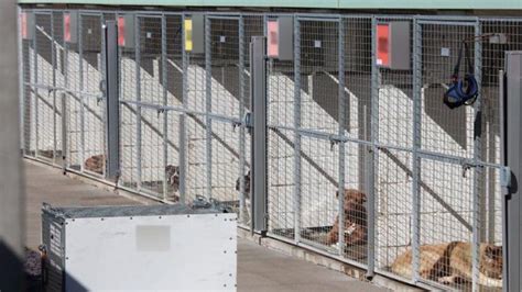 I Dread The Phone Ringing Inside The Kennels Responding To Vicious