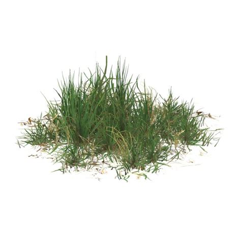 Realistic Game Ready Grass D Model In Grass And Ground Cover DExport