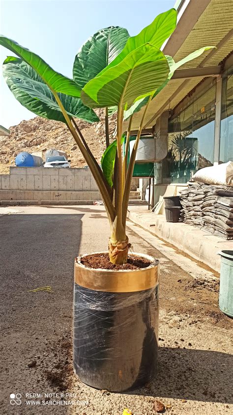 صفر تا صد نگهداری گل بابا آدم فروشگاه اینترنتی سرچنار