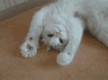 Pussycat  Pussycat Discover And Share S