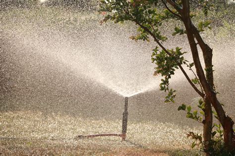 The Root System Of Oak Trees The Essential Guide Treenewal