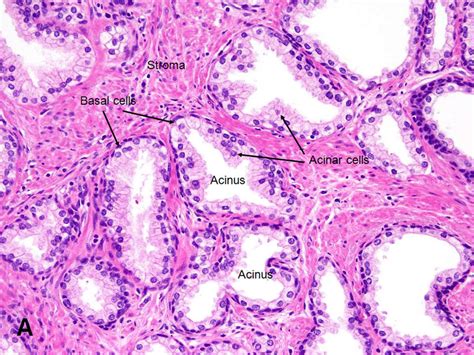 Prostate Gland Anatomy And Histology Kenhub