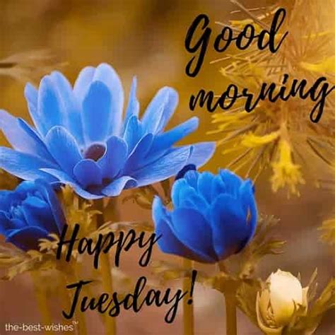 116 Lovely Good Morning Tuesday Images Wishes And Pictures