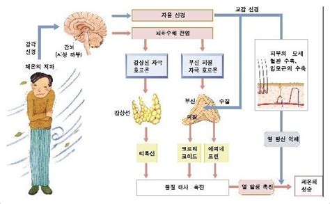 건강한두피모발 트리콜로지스트가 알아야 할 두피의 기능 체온조절기능 네이버 블로그