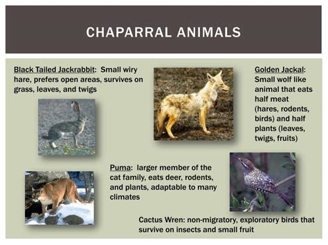 Ppt Visit The Chaparral Powerpoint Presentation Free Download Id