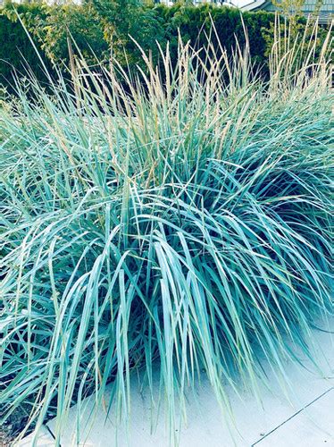 Blue Dune Lyme Grass Lake City Grasses