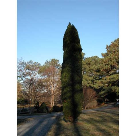 Plants Details Adcocks Nursery