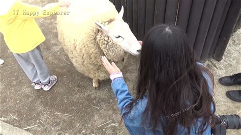 小羊就是只要你张开双臂，就会毫不犹豫奔向你怀抱的小可爱【hug The Sheep】【ひつじを抱きしめる】 Youtube