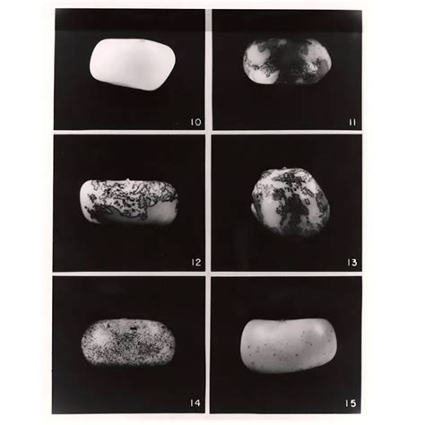 The Weird Color Patterns Of Corn Kernels Led To A Major Genetic