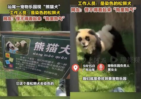 廣東動物園 間諜熊貓是染色的鬆獅犬