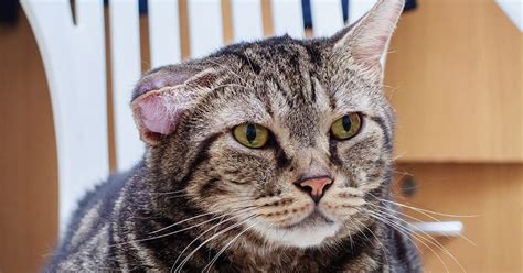 Hematoma In Cats Ear The Best Breeds Of Cats