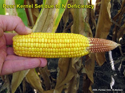 Response Of Corn To Late Season Nitrogen Application Corny News