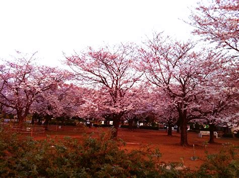 The Jpn Journal Sakura