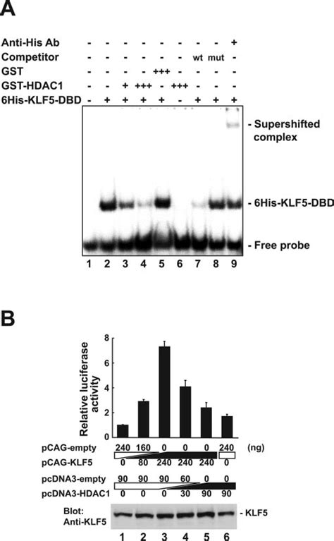 effect of hdac1 on dna binding affinity of klf5 and its promoter