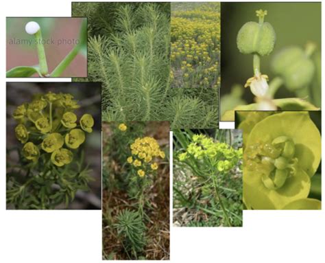 Colorado Noxious Weeds Flashcards Quizlet