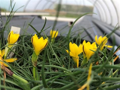 Ipheion Dialystemon Nothoscordum Dialystemon Darcy And Everest