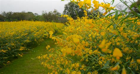 Sunn Hemp Non Conventional Fibres Association