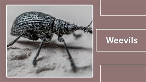 21 Types Of Common Bed Insects Identification With Pictures