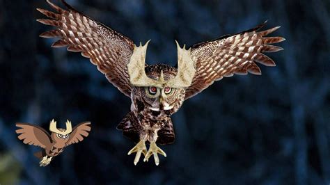Noctowl Hd Wallpapers Wallpaper Cave