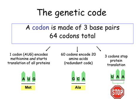 Ch 6 Genetic Oral Disease Flashcards Quizlet