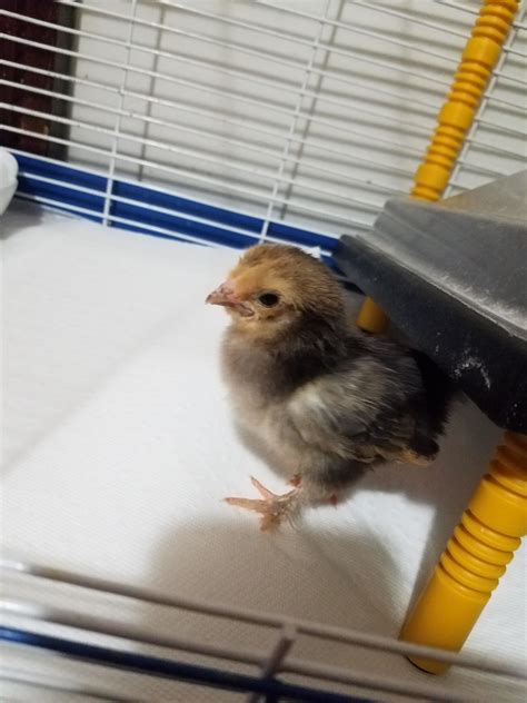 Here Is What Beepers Brooder Looks Like Orginally Their Water Bowl Was Their Food Bowl And Their