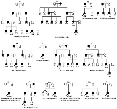 New Insight Into The Genotype Phenotype Correlation Of Prph2 Related Diseases Based On A Large
