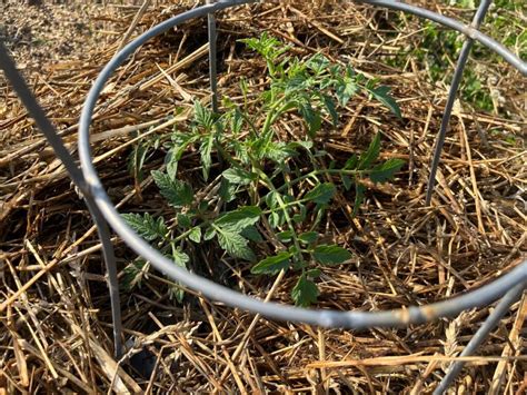 How To Fight And Prevent Tomato Blight And Wilt Diseases Using Mulch
