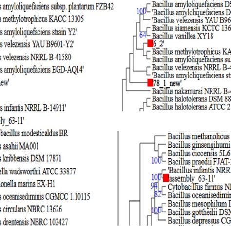 Genome Blast Distance Phylogeny Tree Of Bacillus Isolates A